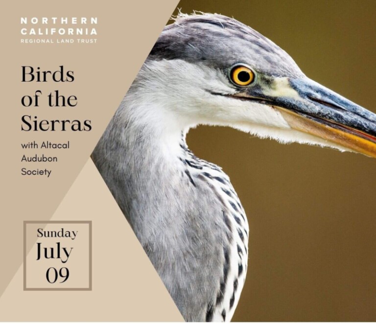 Take a Hike - Birds of the Sierras - Sierra Nevada Alliance