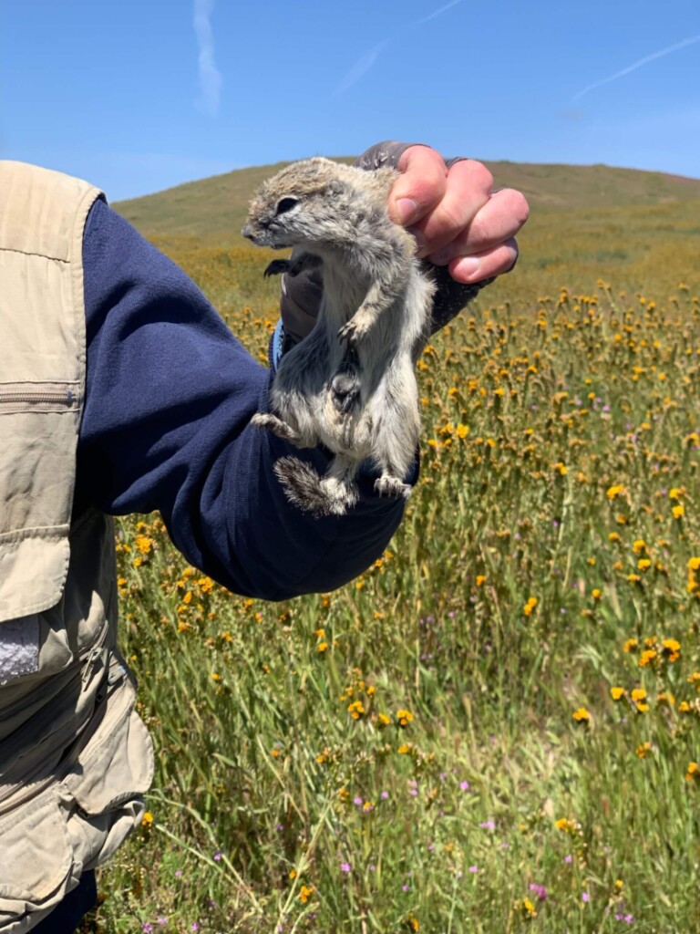 Monitoring native rodent species in Carrizo Plains National Monument ...