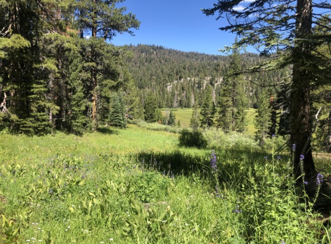 Sierra Nevada Alliance - Protecting and Restoring the Sierra Since 1993